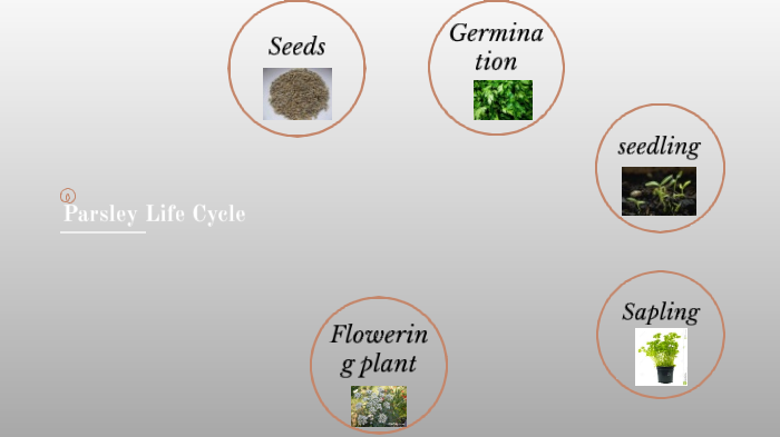 Parsley Life Cycle by Luis Irizarry on Prezi