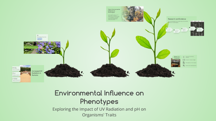Environmental Influence on Phenotypes by z z on Prezi