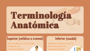 Infografía: términos anatómicos by Gabriela Martínez on Prezi Design