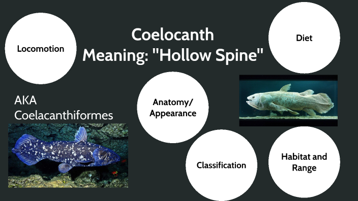 Coelocanth by Jacob Doyle on Prezi