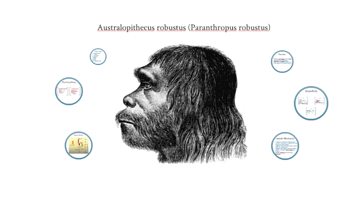 Australopithecus robustus by Max Günther on Prezi