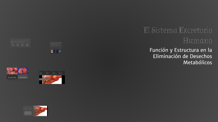 El Sistema Excretorio Humano by Stwear Rojas on Prezi