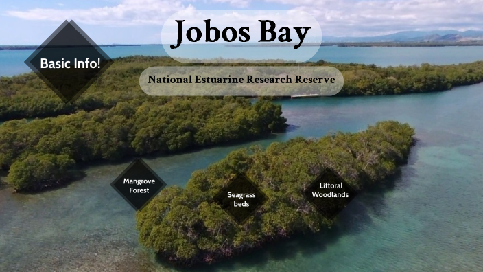 Jobos Bay by EMILY HOMIER on Prezi