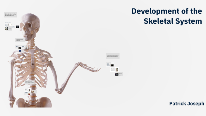 Development of the Skeletal System by Patrick Joseph on Prezi