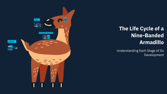 The Life Cycle of a Nine-Banded Armadillo by Peter Brewer on Prezi