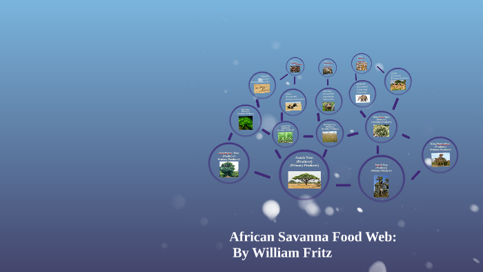 African Savanna Food Web: by william fritz on Prezi