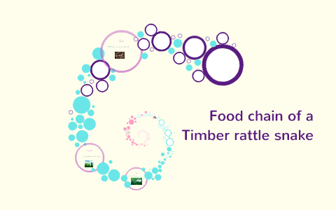Food chain of a snake. by Mosaica Fourthfifth on Prezi