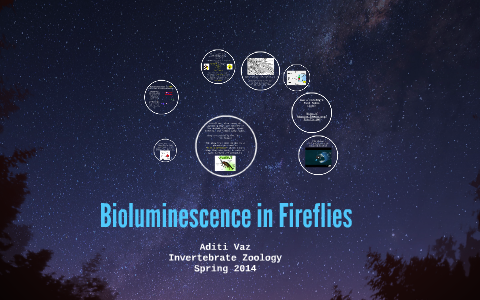 Bioluminescence in Fireflies by A V on Prezi