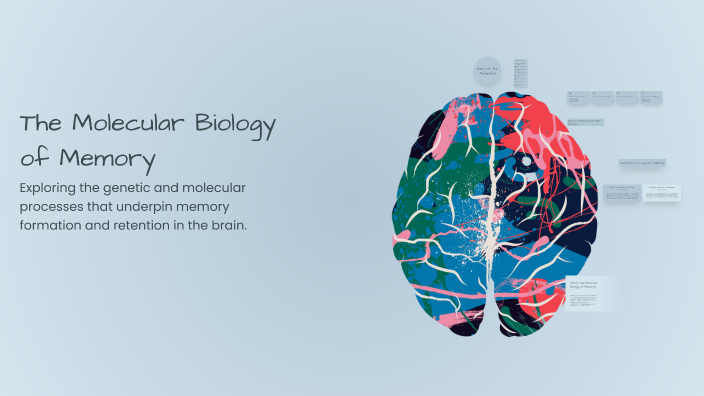 The Molecular Biology of Memory by RoRo on Prezi