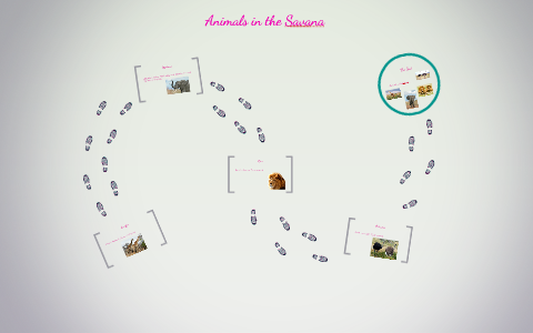 Animals in the Savana by Mrs O'Leary on Prezi