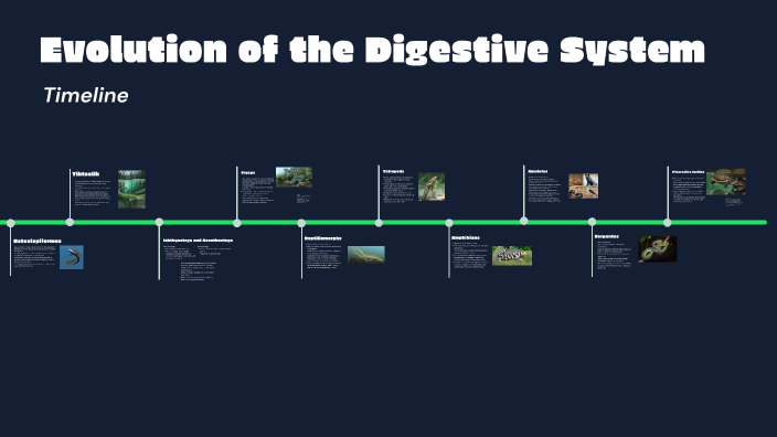 Evolution of the Digestive System by Selena Sanchez on Prezi