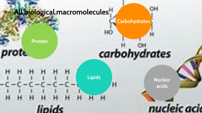 all biological macromolecules by Jerica Madison on Prezi