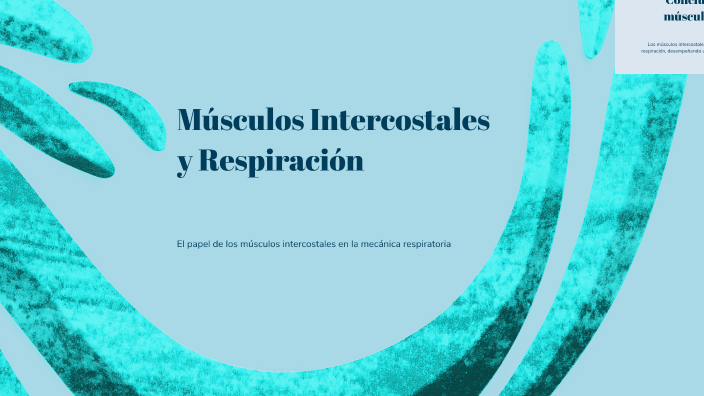 Músculos Intercostales y Respiración by Tati Ana on Prezi