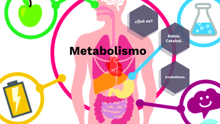 Metabolismo by jeshua portillo on Prezi