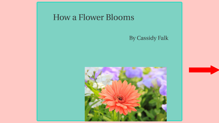how a flower blooms by cassidy falk on Prezi