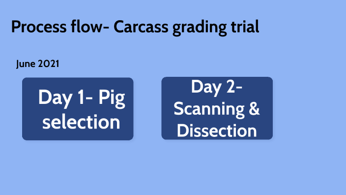 Process flow- Carcass grading trial by Patricia Rojas on Prezi