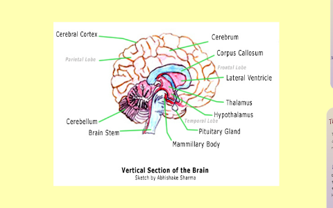 Anatomy Scavenger Hunt by Megan Mitchell on Prezi