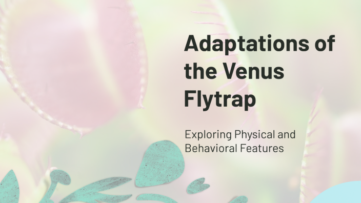 Adaptations of the Venus Flytrap by Seth Cogan on Prezi