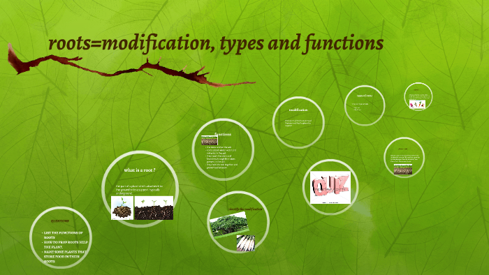 roots=modification and types by Suha taroob on Prezi