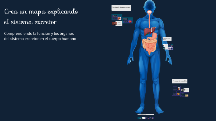 Crea un mapa explicando el sistema excretor by mildred respaldo on Prezi