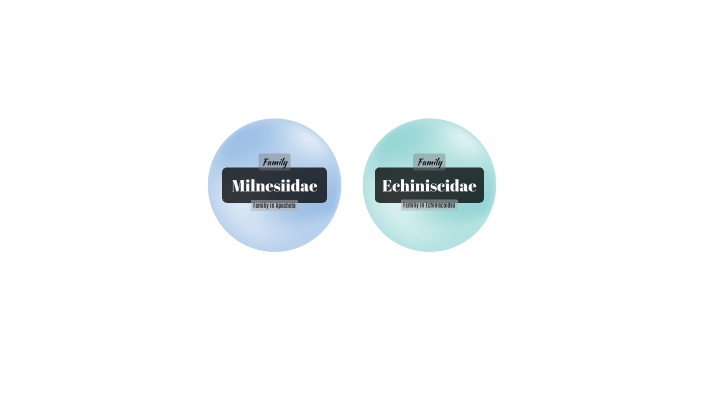 Tardigrada Families - Hannah Snook by Hannah Snook on Prezi