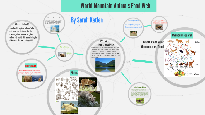 Mountains Food Web project by Sarah Katlen on Prezi