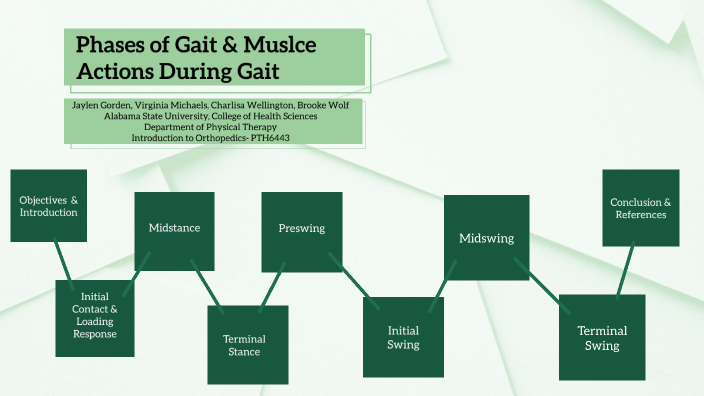 Phases of Gait & Muscle Actions During Gait by Brooke Wolf on Prezi