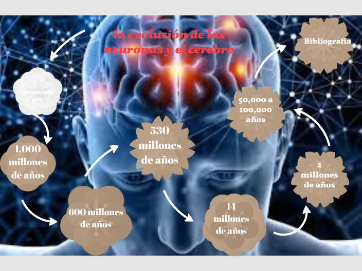 el cerebro y las neuronas by jefferson barrios on Prezi