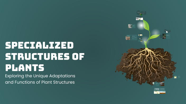 Specialized Structures of Plants by Erwin Comida on Prezi
