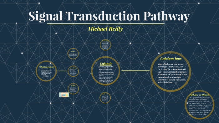 Three Stages of Signal Transduction Pathway by Mike Reilly on Prezi