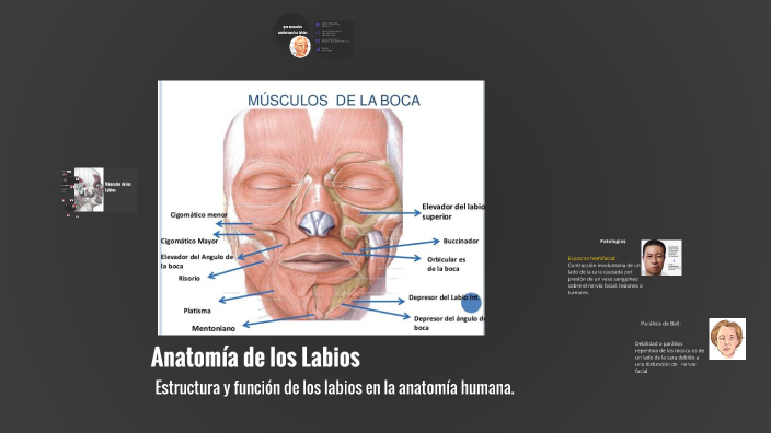 Anatomía De Los Labios By Ana Laura Medrano On Prezi