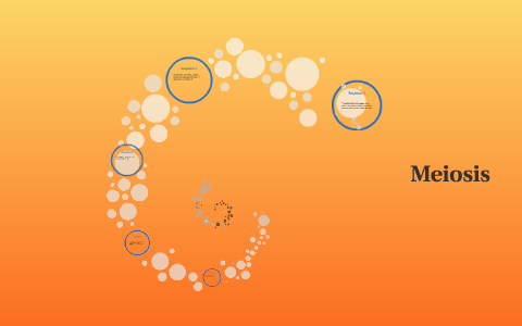 Meiosis by Amber Futrell on Prezi