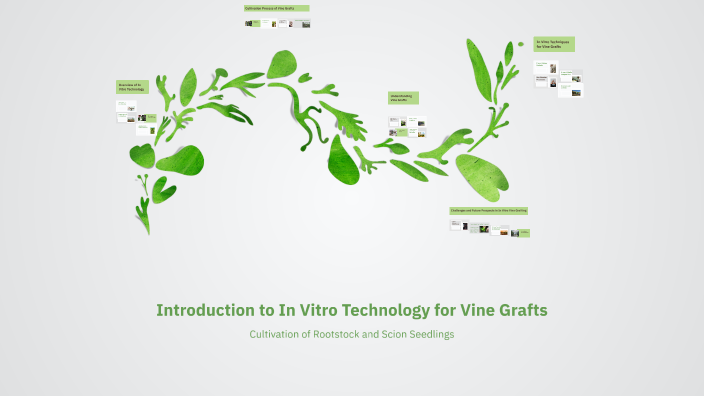Introduction to In Vitro Technology for Vine Grafts by Tulkun Yuldashev ...