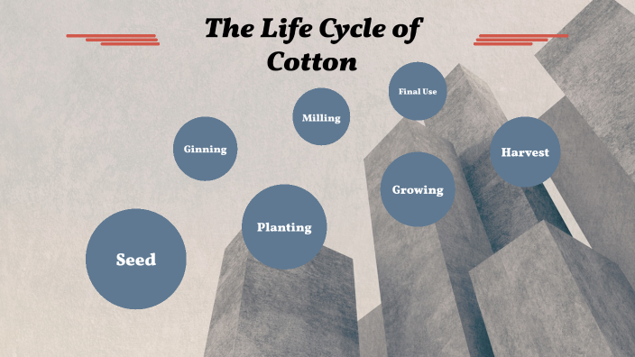 Life Cycle of Cotton by Alison Helsel on Prezi