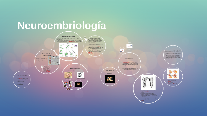 Neuroembriología by Maria Rodriguez on Prezi