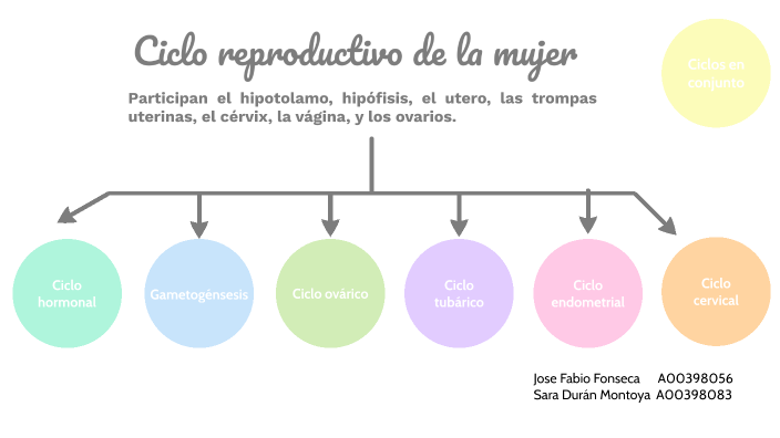 Ciclo reproductivo by sara duran on Prezi