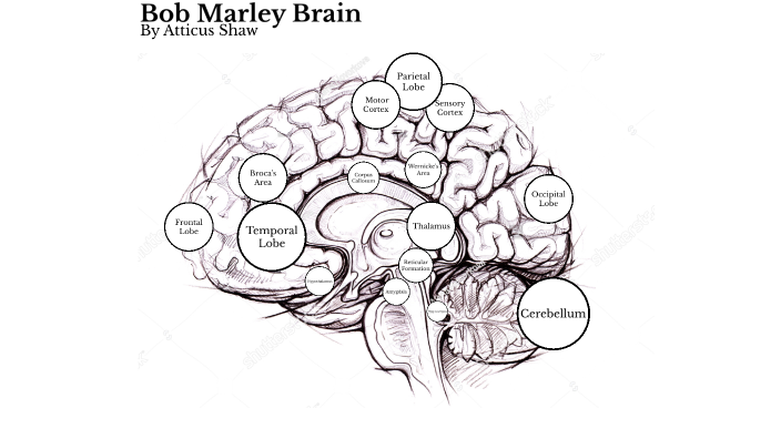 Bob Marley Ap Psych Brain map by Atticus P Shaw on Prezi