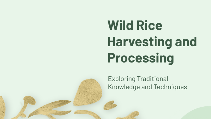 Wild Rice Harvesting and Processing by Simon Baker on Prezi