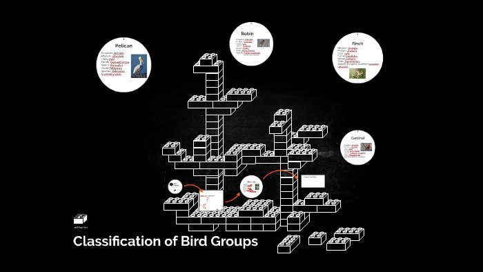 Classification of Bird Groups by nyla ford on Prezi
