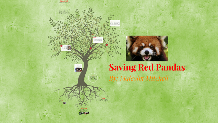 Saving Red Pandas by Malcolm Mitchell on Prezi