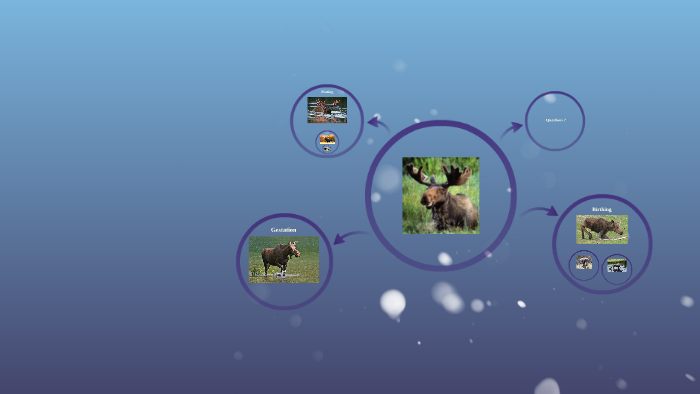 Three Stages of Moose Reproduction by Shelby Young on Prezi