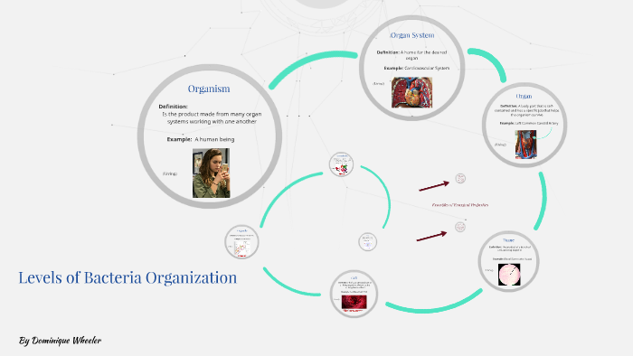 Levels of Bacteria Organization by Dominique Wheeler on Prezi
