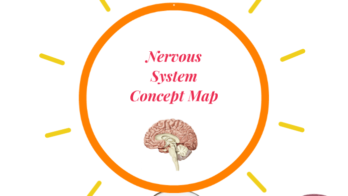 Nervous System Concept Map by Mitali Patel on Prezi