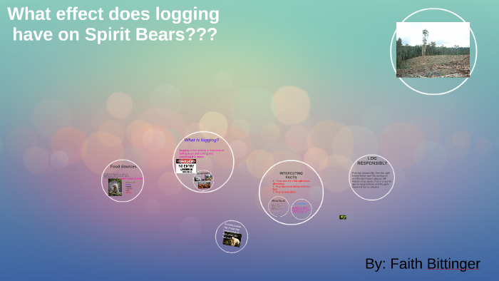 what effect does logging have on spirit bears by faith bittinger on Prezi