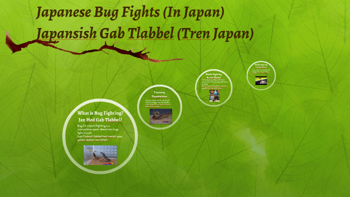 Japanese Bug Fights (In Japan) by Timothy Stewart on Prezi