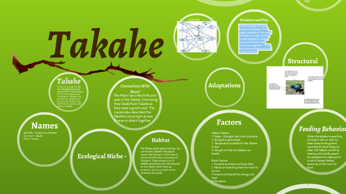 Takahe by Taila Town on Prezi