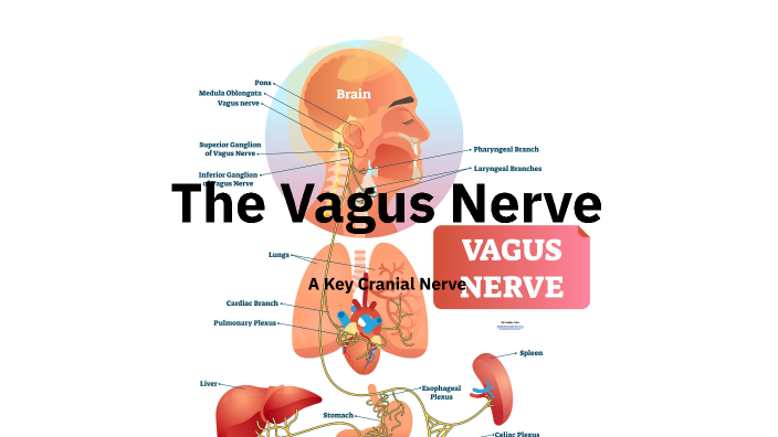 The Vagus Nerve by Alyse Brown on Prezi