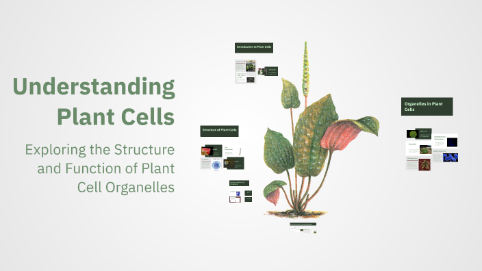 Understanding Plant Cells by denmark delarmente on Prezi