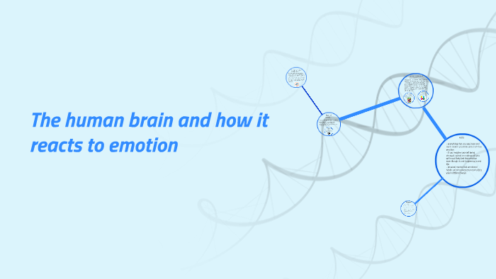 The human brain and how it reacts to emotions by evyn scott on Prezi
