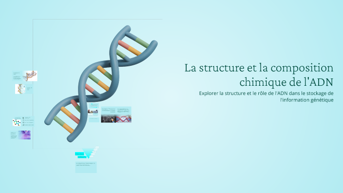 La structure et la composition chimique de l'ADN by soukaina ben on Prezi